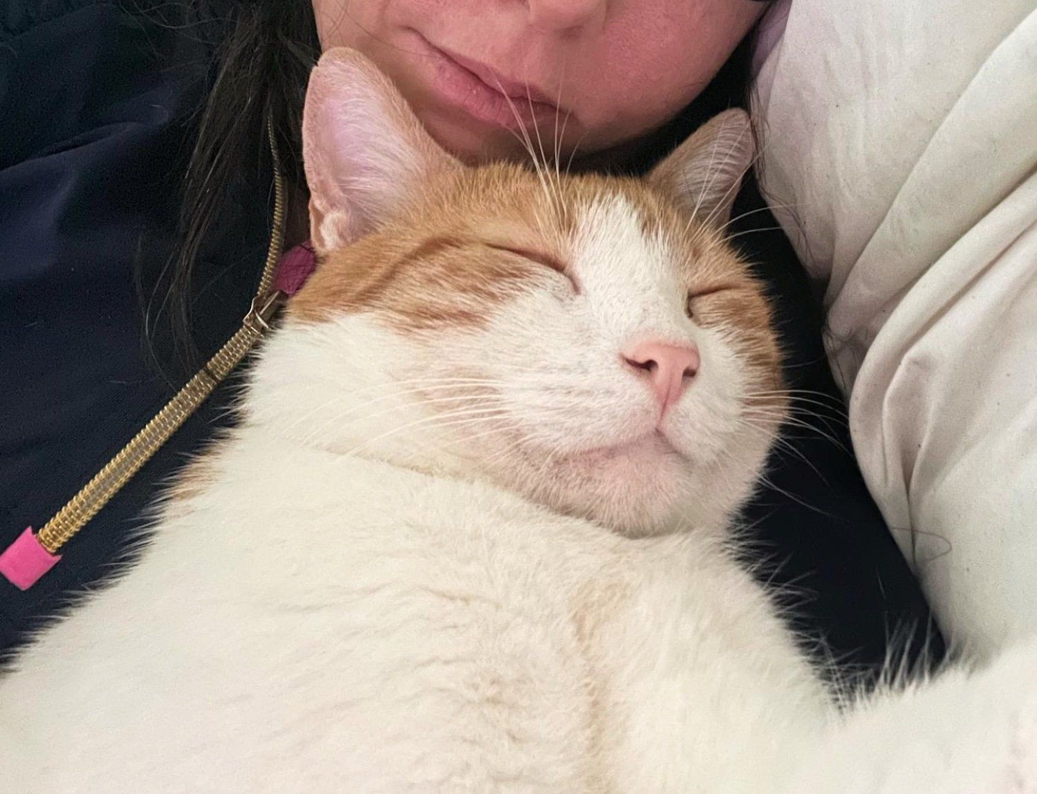 Stray Cat's Desperate Plea for Help Leads to Unbelievable Transformation