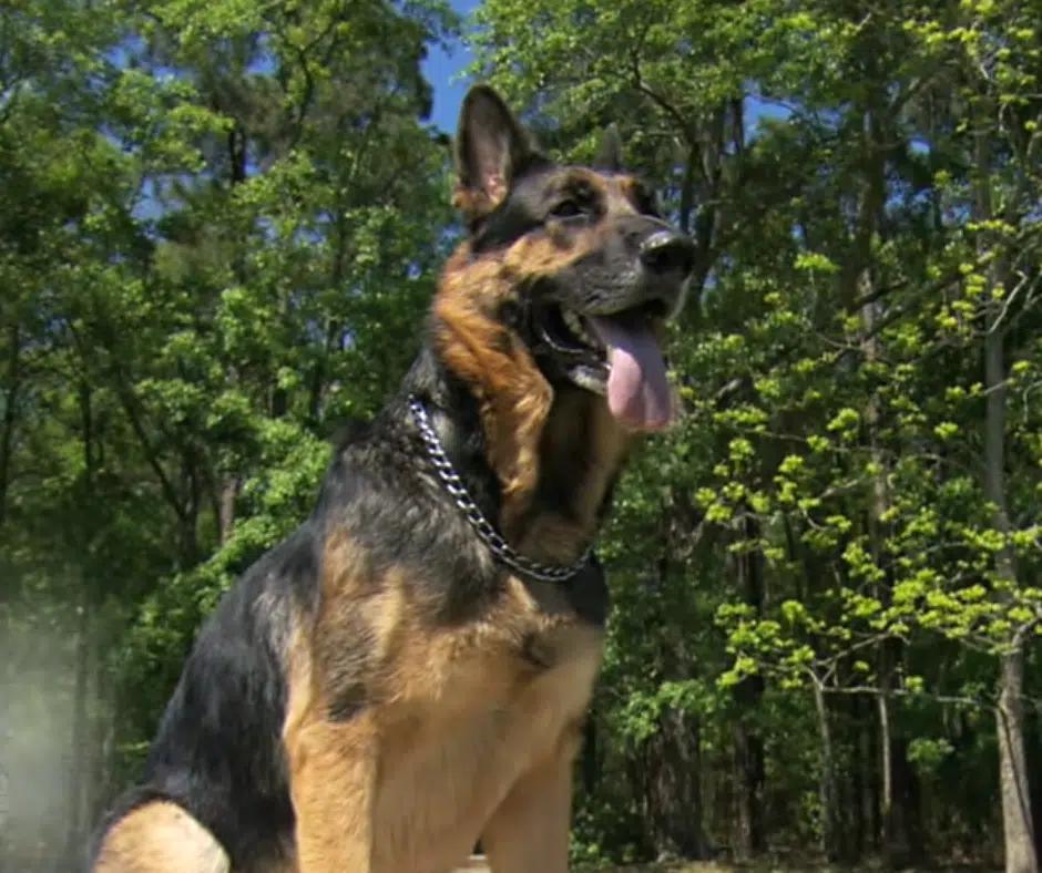 Stray Dog's Incredible Act of Valor Stuns Community After Horrific Accident