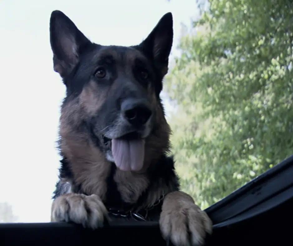 Stray Dog's Incredible Act of Valor Stuns Community After Horrific Accident
