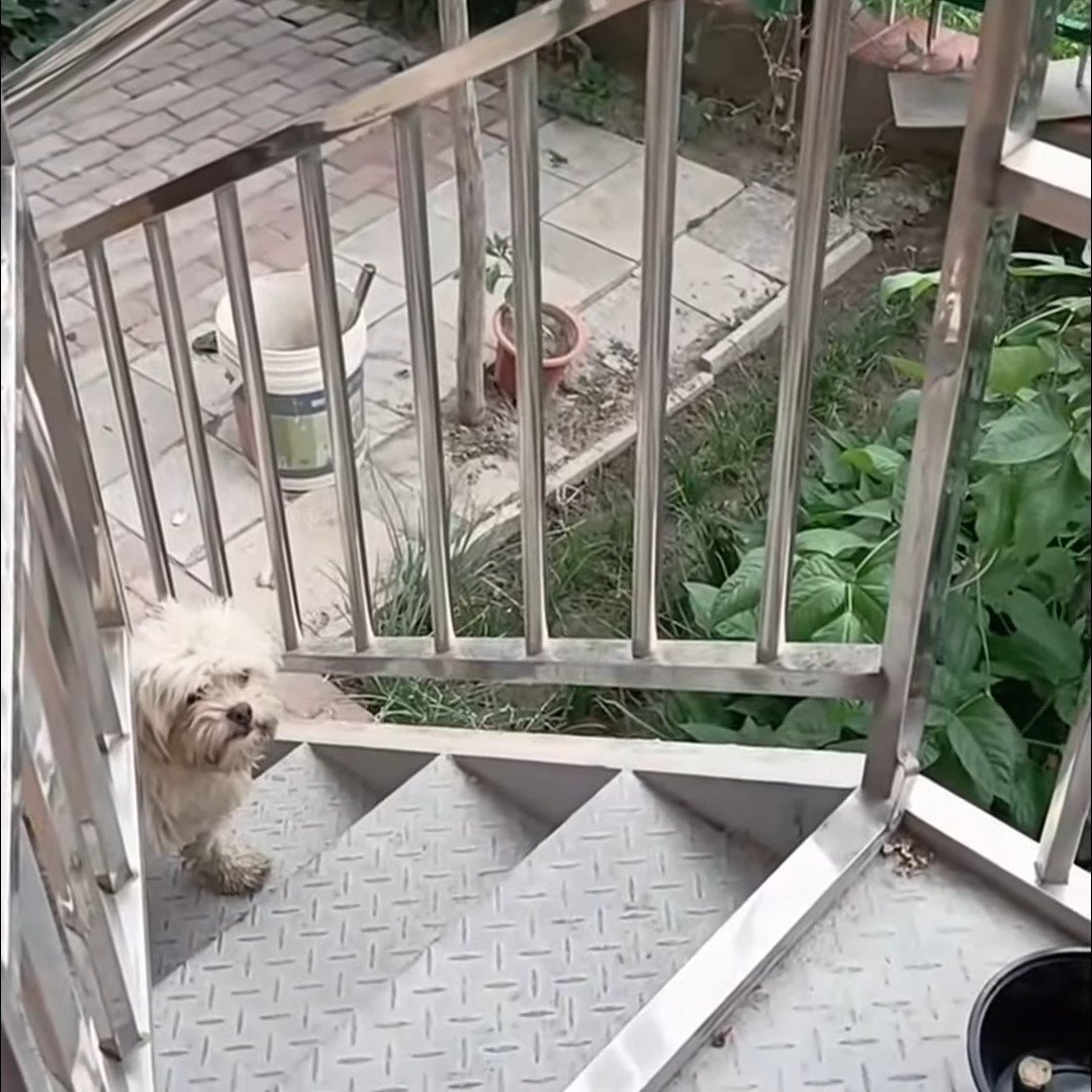 Stray Dog's Mysterious Nighttime Visits Lead to Unbelievable Discovery