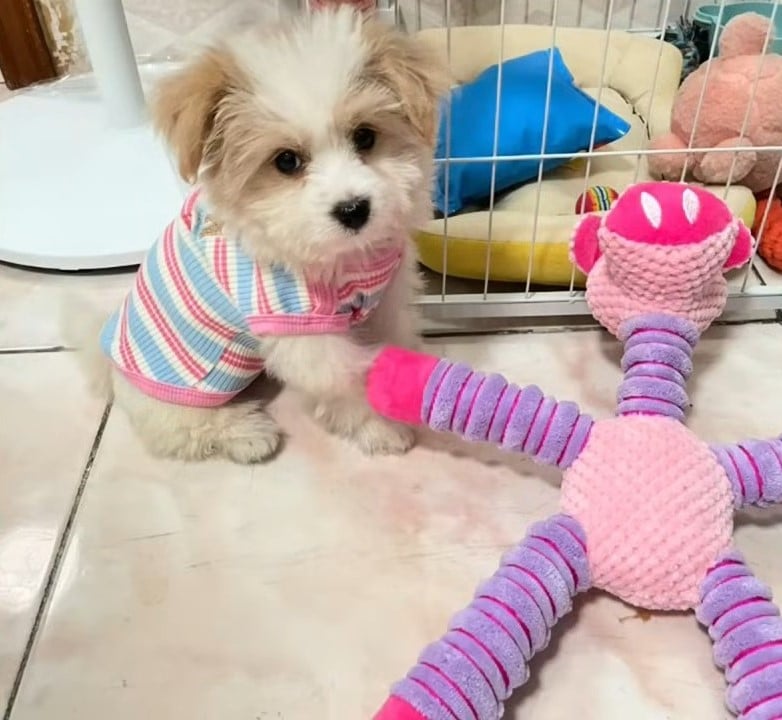 Sweet Pup Raises Her Paws, Hoping To Find A Forever Home