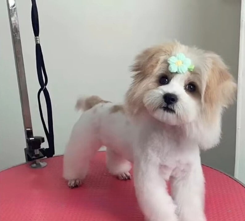 Sweet Pup Raises Her Paws, Hoping To Find A Forever Home
