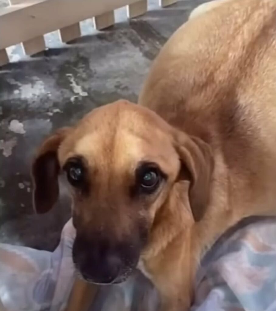 Sweet Pup's Triumph Over Cruelty: A Tale of Love and Resilience