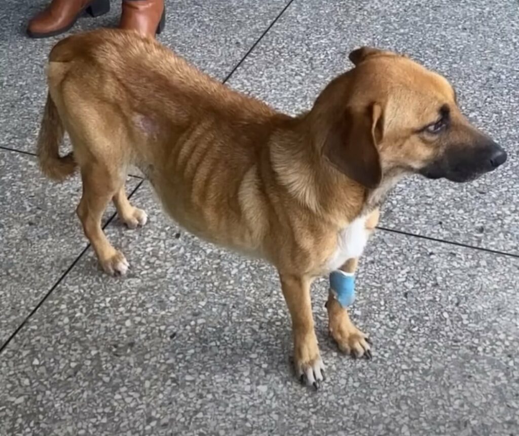 Sweet Pup's Triumph Over Cruelty: A Tale of Love and Resilience