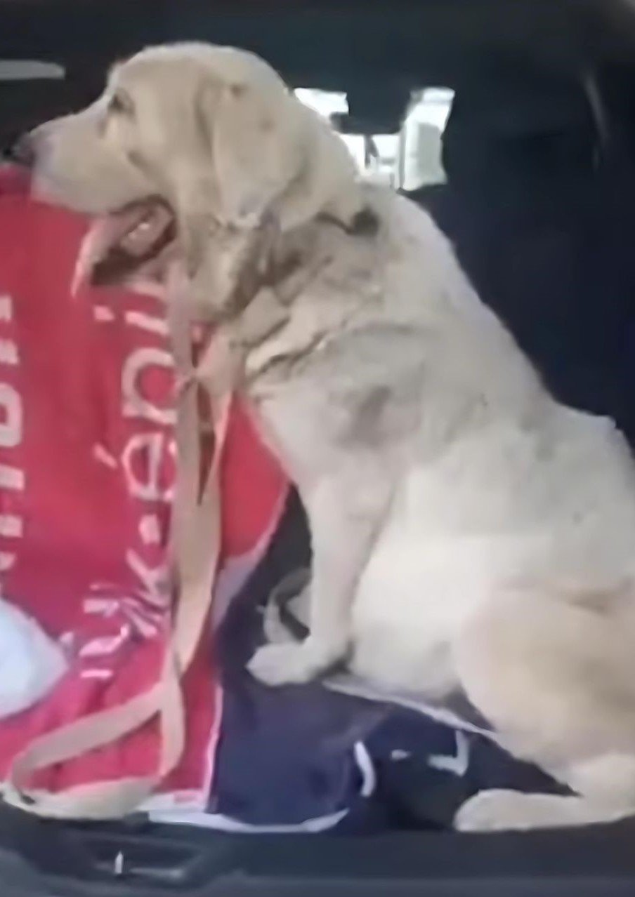 Terrified Dog's Incredible Journey to Escape Abuse and Find Safety