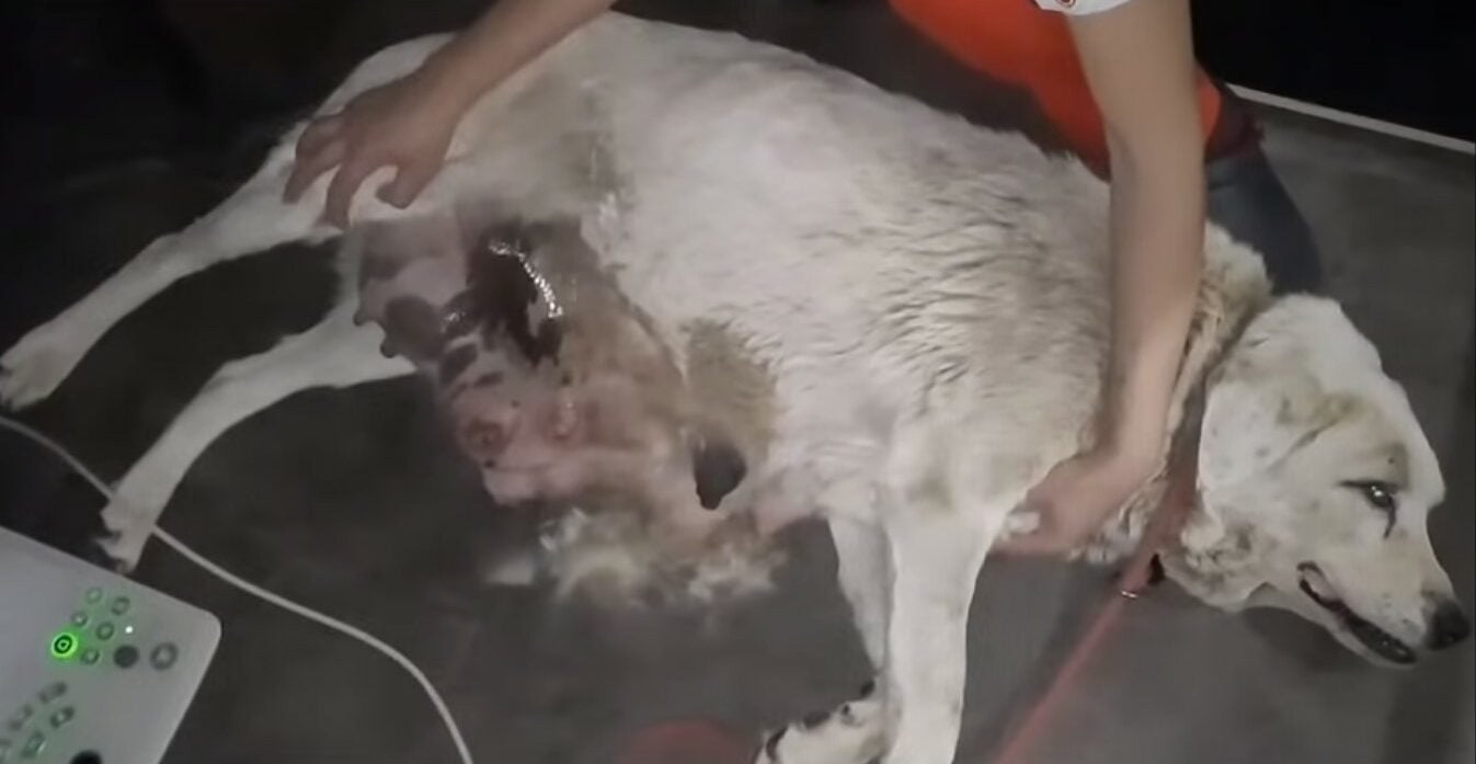 Terrified Dog's Incredible Journey to Escape Abuse and Find Safety