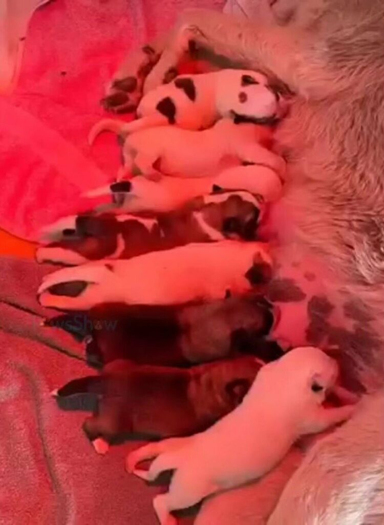 Terrified Dog's Incredible Journey to Escape Abuse and Find Safety