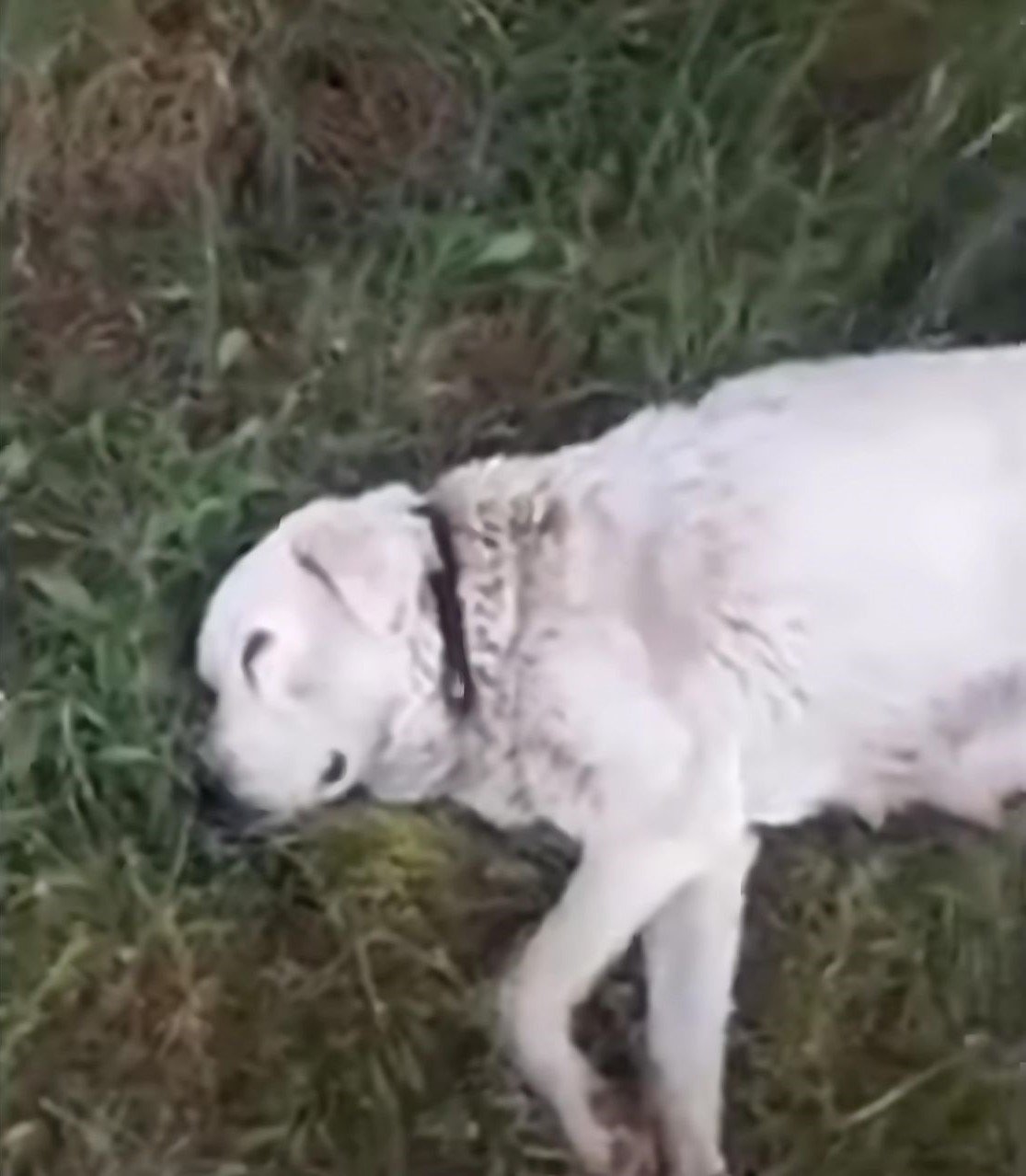 Terrified Dog's Incredible Journey to Escape Abuse and Find Safety