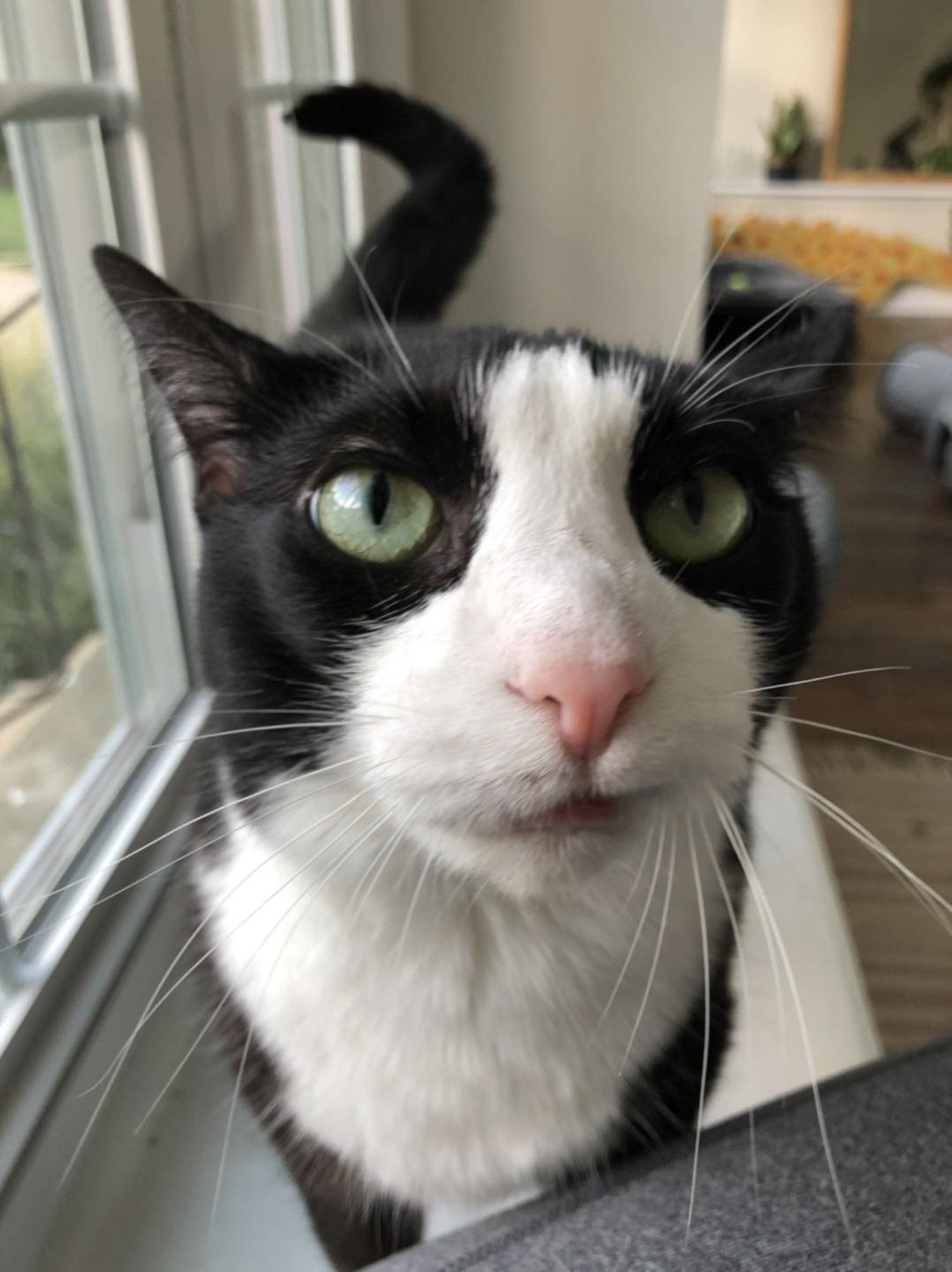 The Cat with a Toothy Grin: A Heartfelt Journey to Her Forever Home