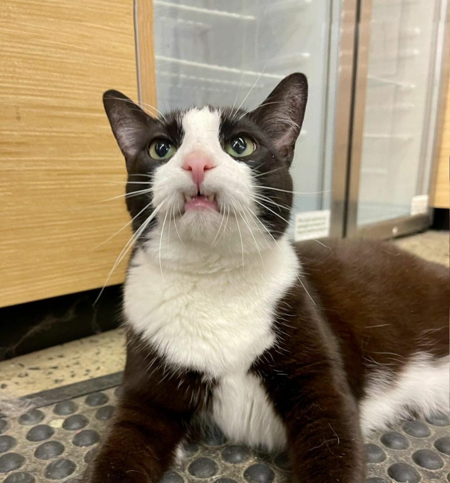 The Cat with a Toothy Grin: A Heartfelt Journey to Her Forever Home