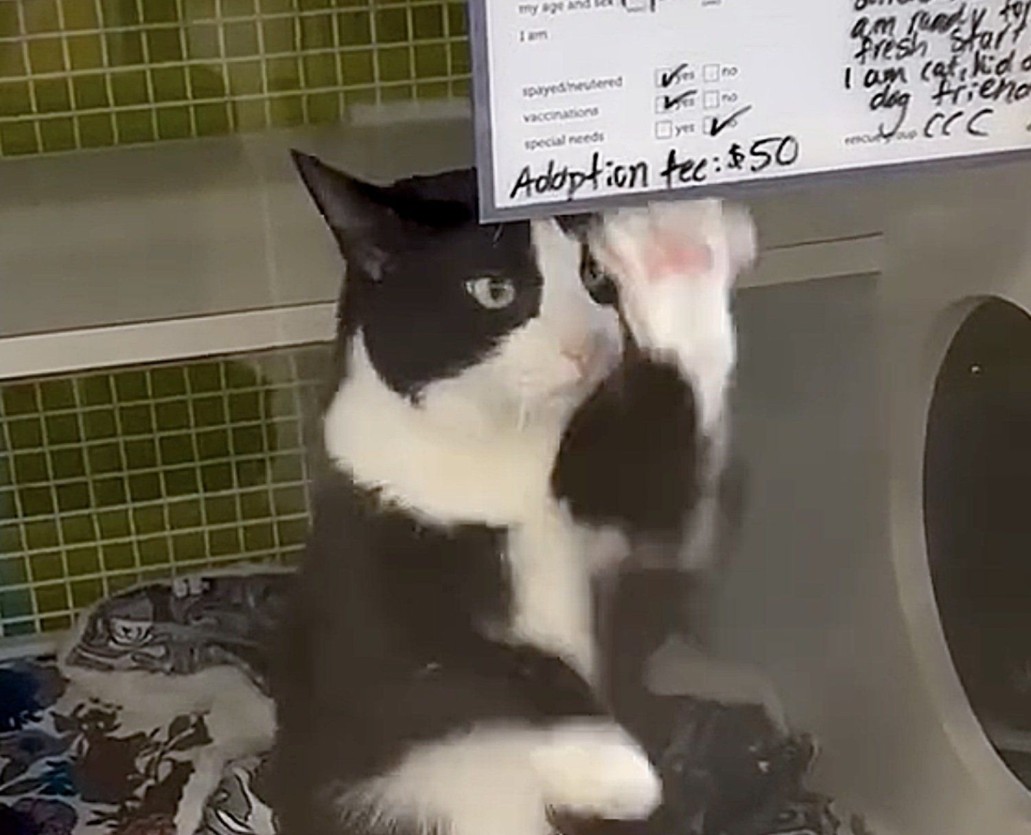 The Cat with a Toothy Grin: A Heartfelt Journey to Her Forever Home