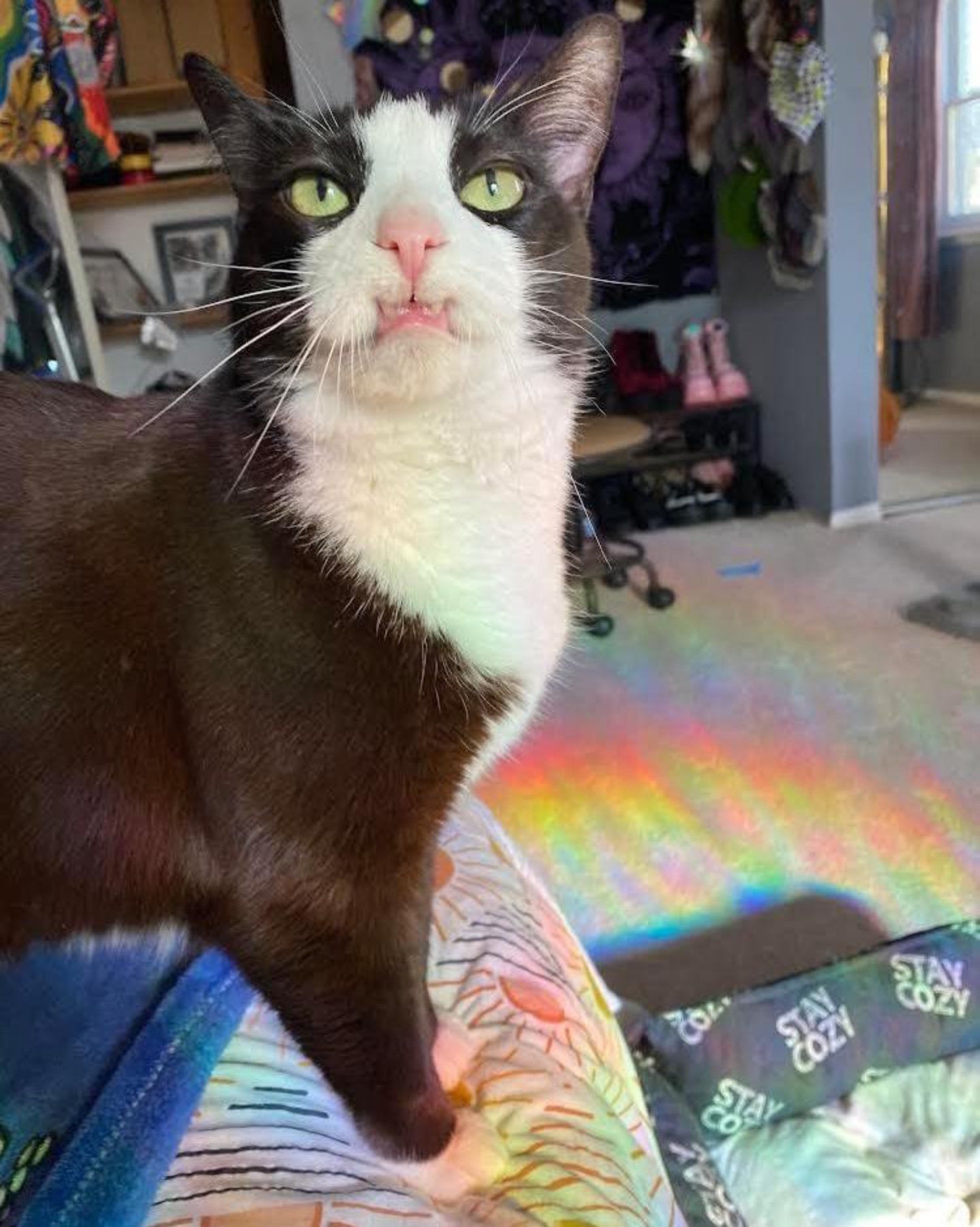 The Cat with a Toothy Grin: A Heartfelt Journey to Her Forever Home