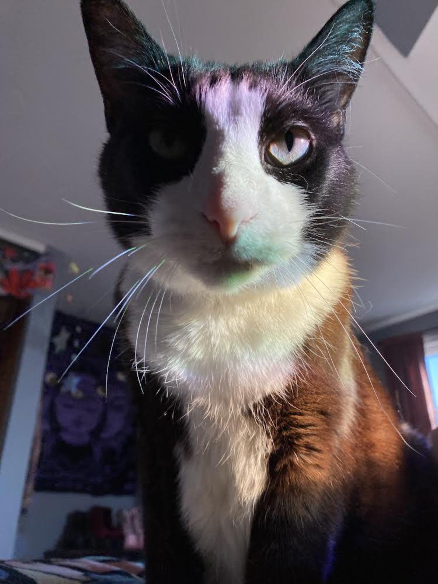 The Cat with a Toothy Grin: A Heartfelt Journey to Her Forever Home