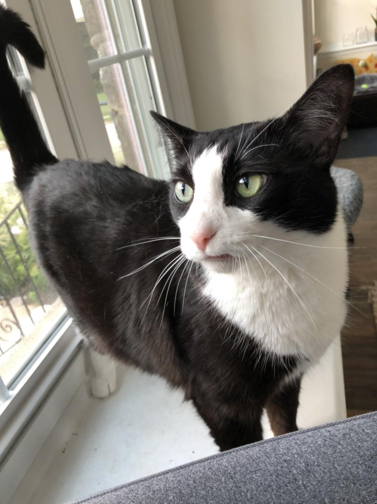 The Cat with a Toothy Grin: A Heartfelt Journey to Her Forever Home