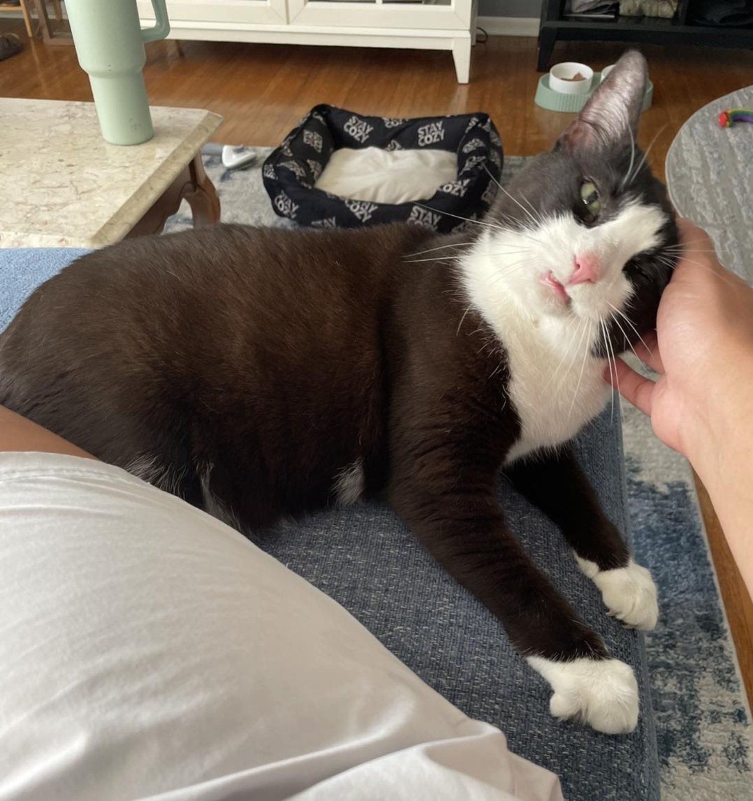 The Cat with a Toothy Grin: A Heartfelt Journey to Her Forever Home
