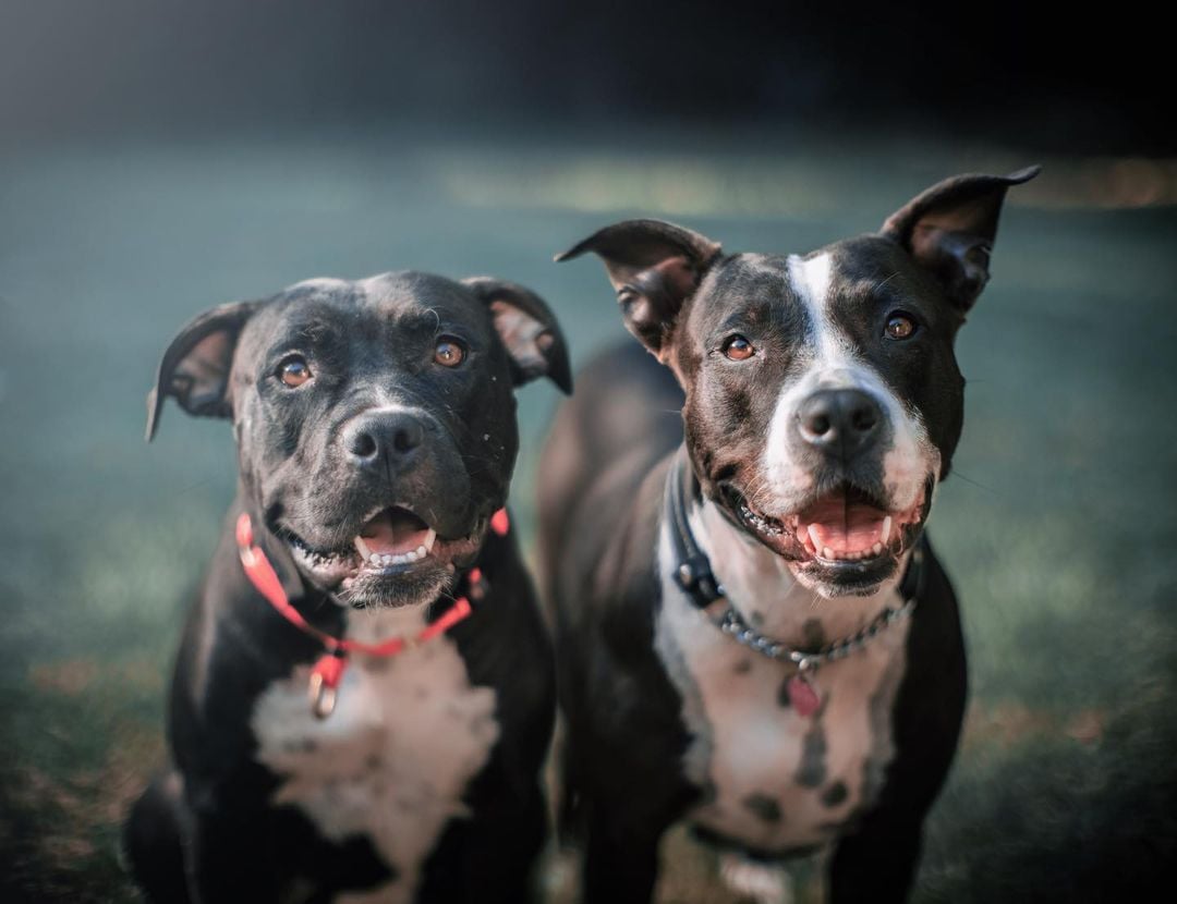 The Emotional Journey of a Dog Family: From Desperation to Love