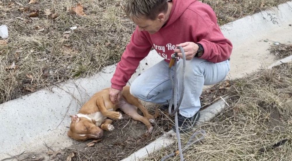The Heart-Wrenching Tale of a Puppy Left for Dead and a Trucker’s ...