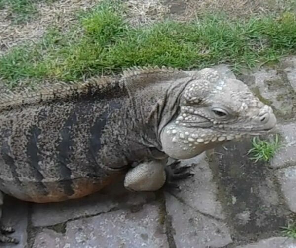 This Giant Lizard Acts Just Like a Loyal Dog—You'll Be Amazed!