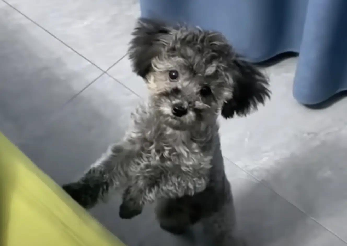 Tiny Pup Overcomes Harrowing Struggles, What Happens Next Will Melt Your Heart