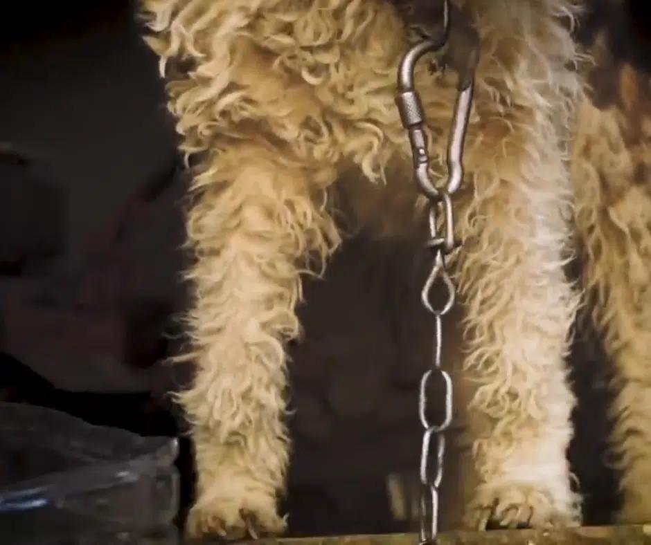 Unbelievable Transformation: From Shackles to Unconditional Love