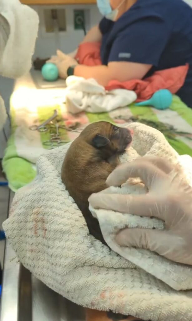 A Moment of Miracles: Witness the Emotional Birth of These Adorable Puppies