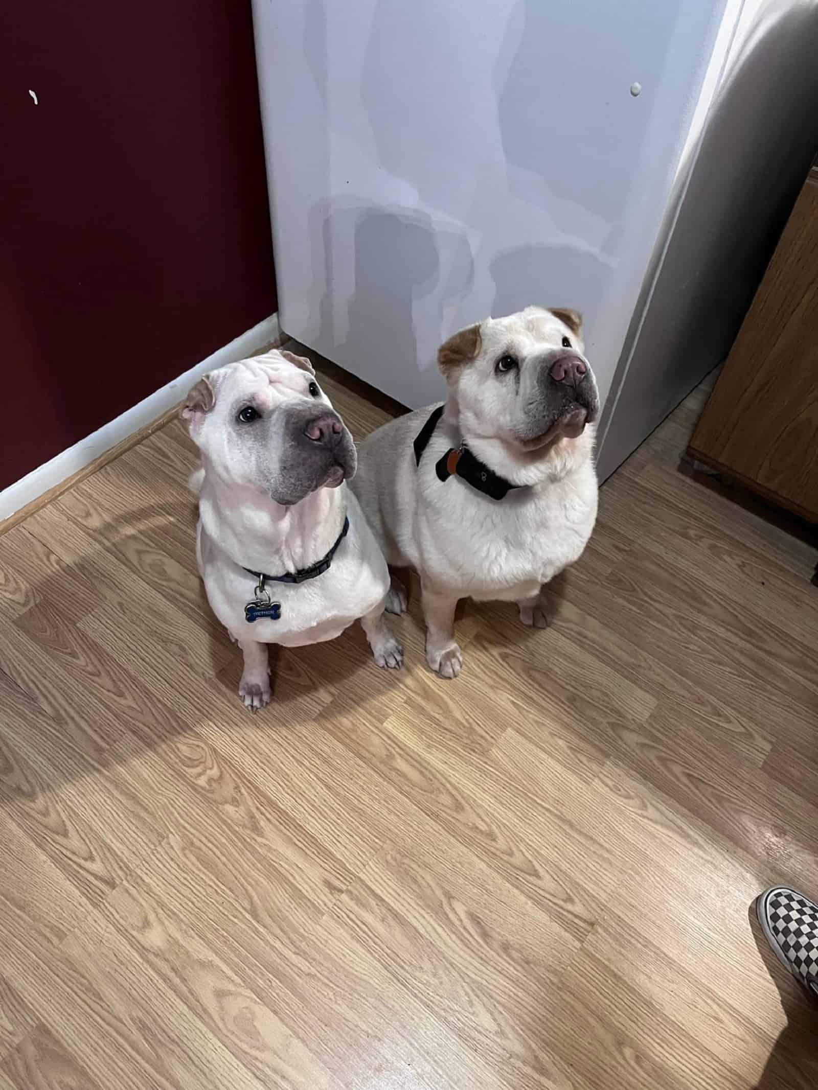 Adopted Dog Turns Out To Be Their Pet's Long-Lost Sibling!