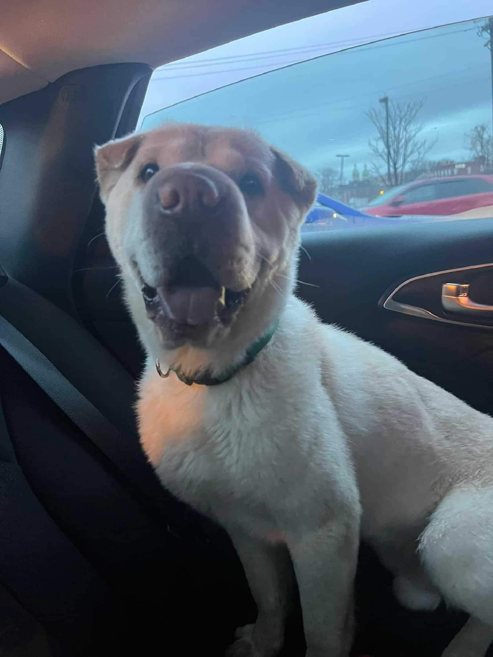 Adopted Dog Turns Out To Be Their Pet's Long-Lost Sibling!