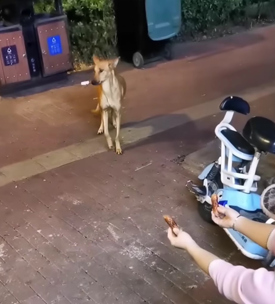 Desperate Plea from a Mother Dog Leads to Astonishing Discovery