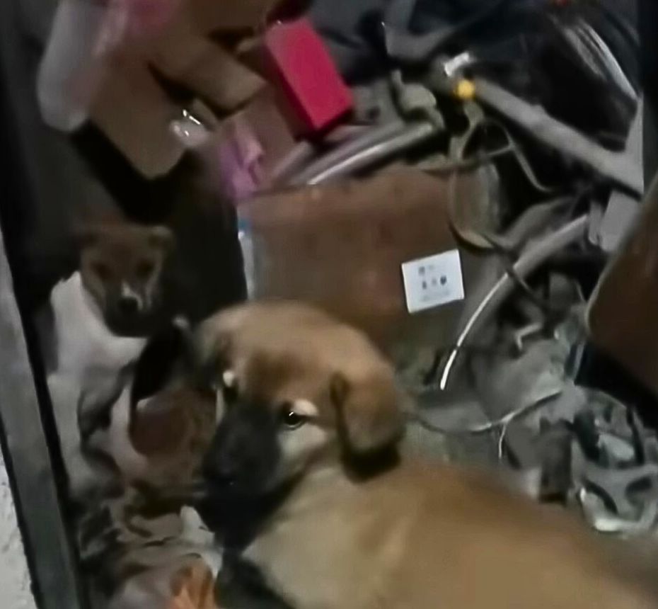 Desperate Plea from a Mother Dog Leads to Astonishing Discovery