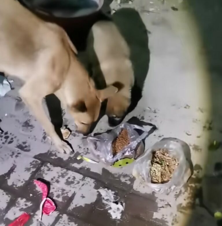Desperate Plea from a Mother Dog Leads to Astonishing Discovery
