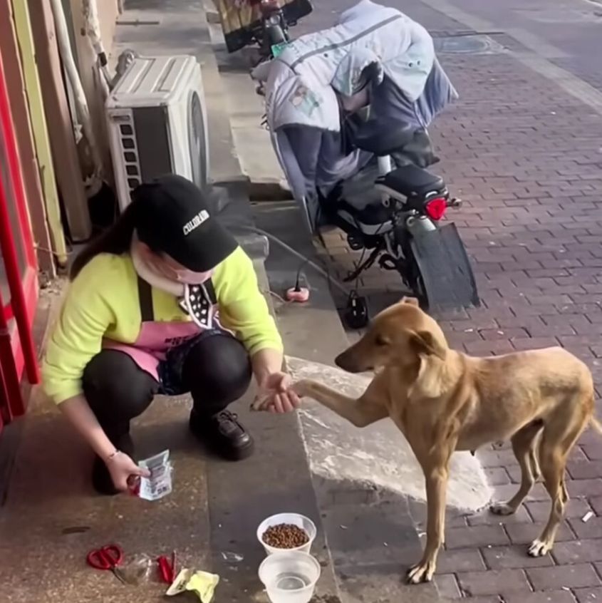 Desperate Plea from a Mother Dog Leads to Astonishing Discovery