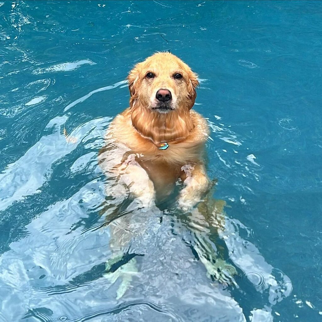 Discover the Hilarious Way This Awkward Dog Wins Over New Friends at ...