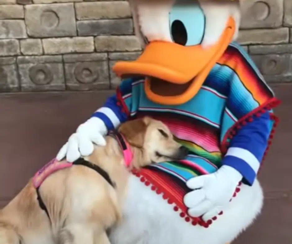 Dog's Magical Encounter with Disney Character Will Leave You Speechless!