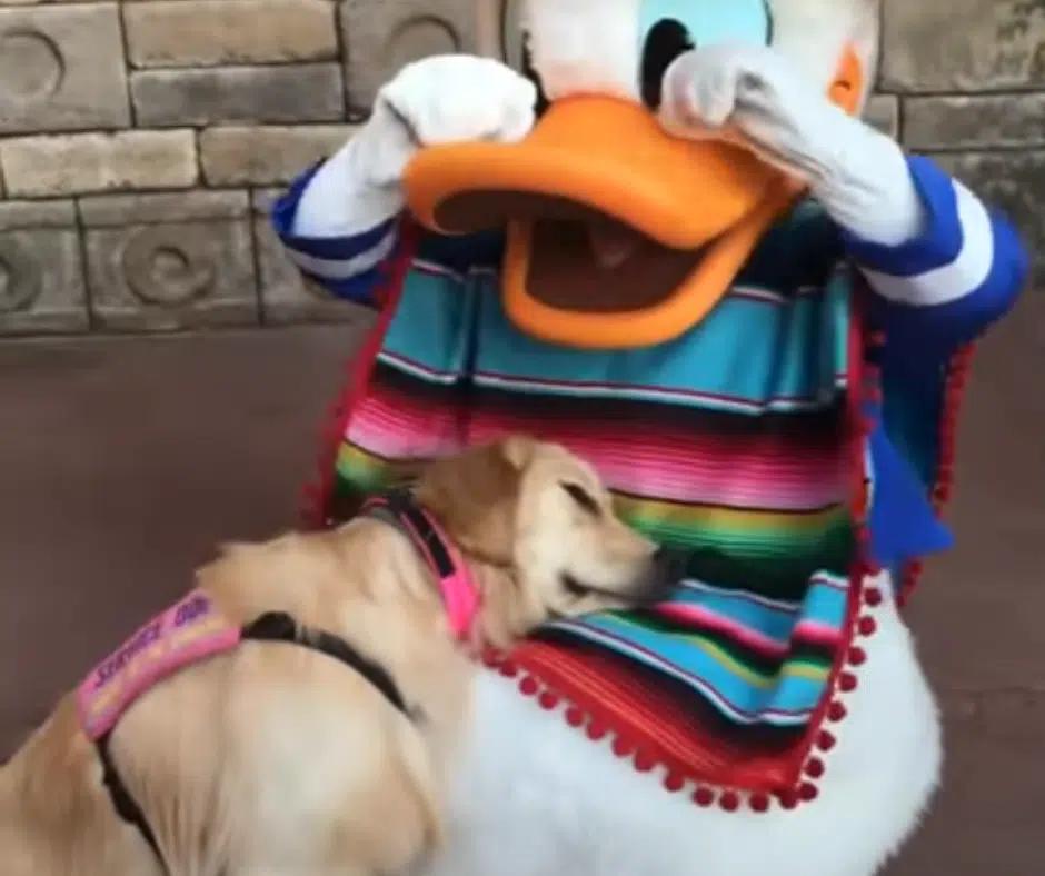 Dog's Magical Encounter with Disney Character Will Leave You Speechless!