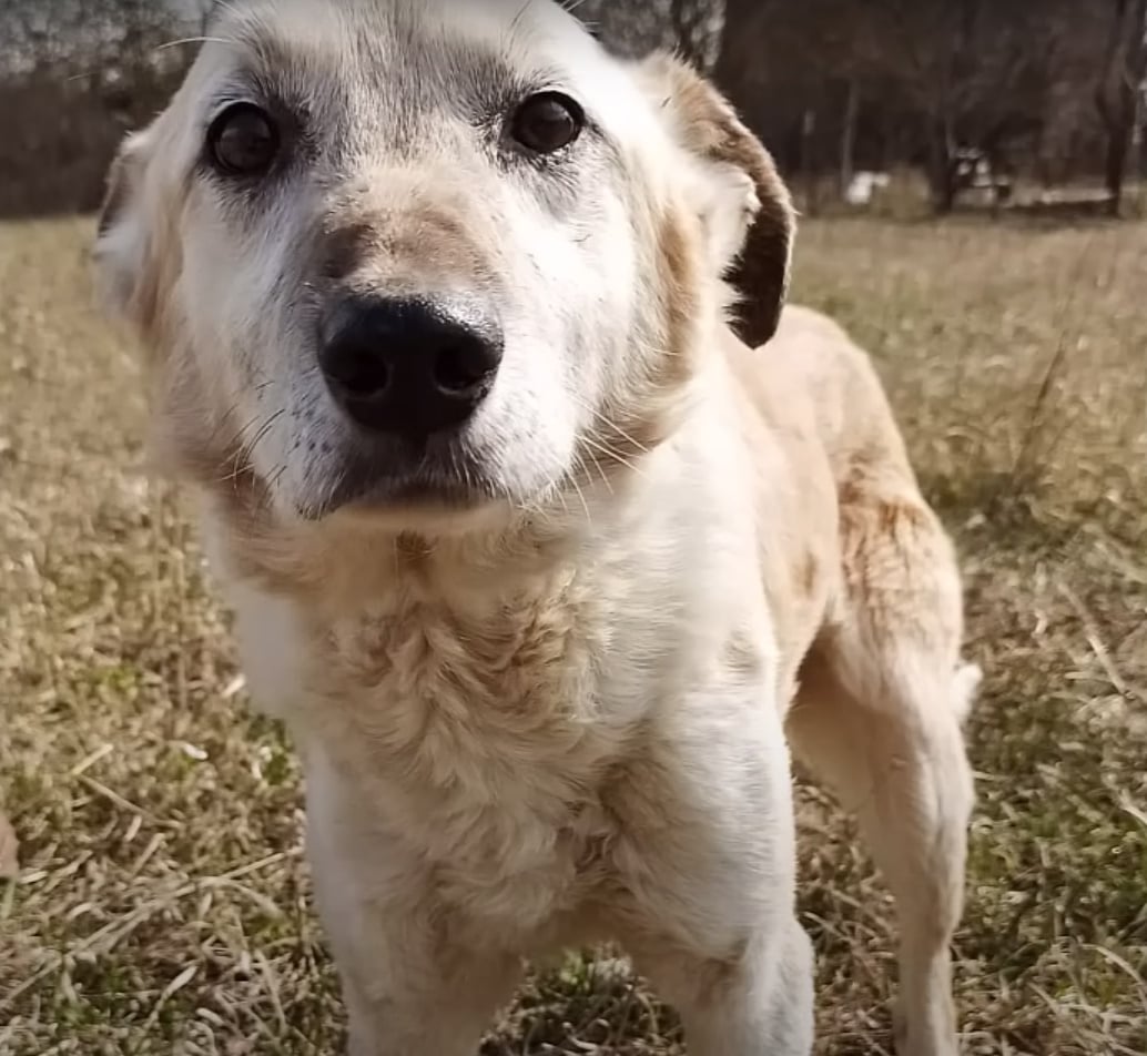 Dog's Unyielding Vigil: Abandoned and Still Waiting for His Owners