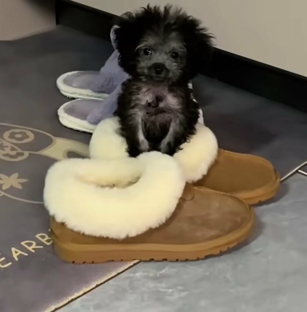 Emotional Rescue: The Tiny Puppy Who Found Hope in a Stranger's Kindness