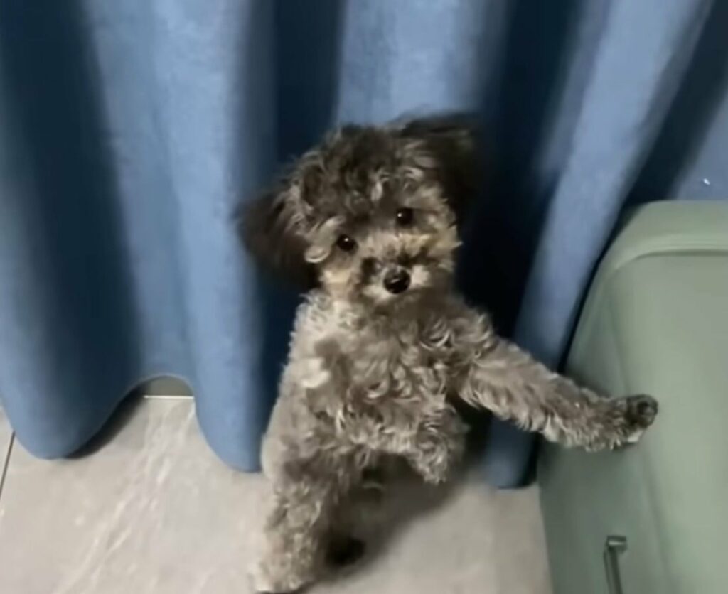 Emotional Rescue: The Tiny Puppy Who Found Hope in a Stranger's Kindness