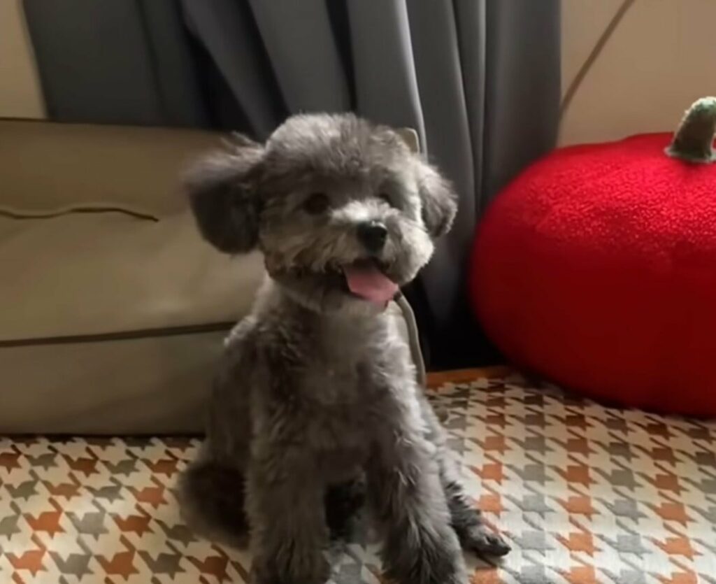 Emotional Rescue: The Tiny Puppy Who Found Hope in a Stranger's Kindness