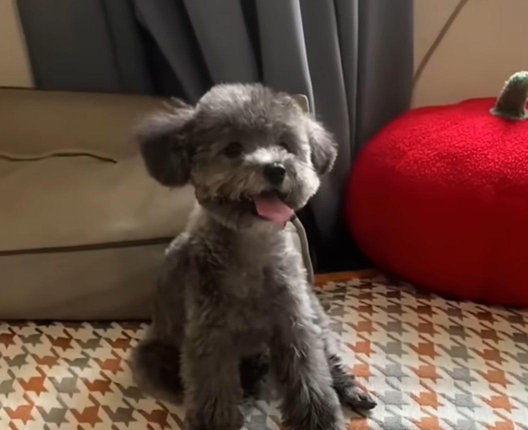 Emotional Rescue: The Tiny Puppy Who Found Hope in a Stranger's Kindness