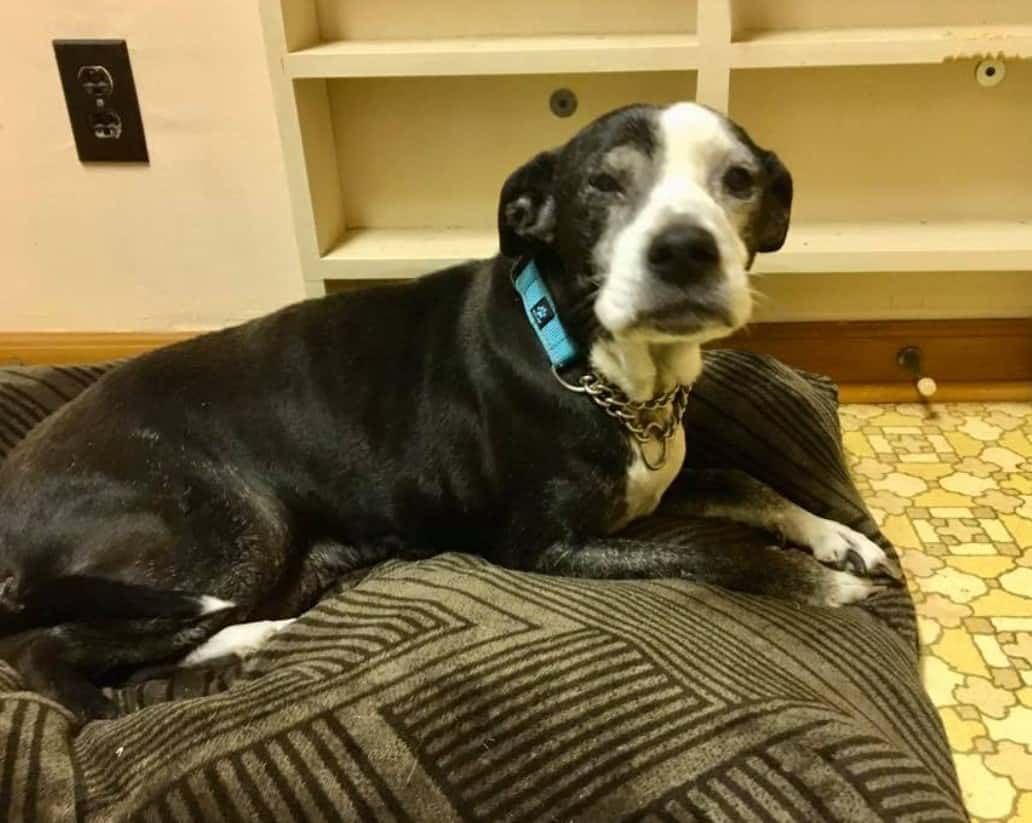 Family Abandons Senior Dog, But You Won't Believe What Happens Next