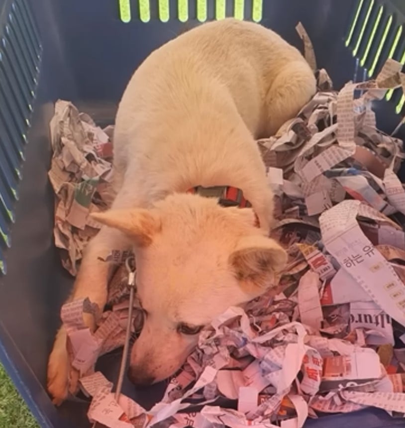 From Despair to Joy: You Won't Believe What Happened to This Abandoned ...