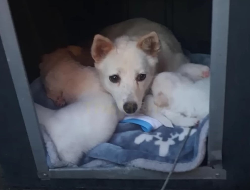 From Despair to Joy: You Won't Believe What Happened to This Abandoned ...