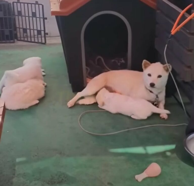 From Despair to Joy: You Won't Believe What Happened to This Abandoned ...