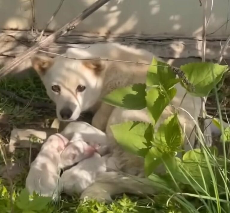 From Despair to Joy: You Won't Believe What Happened to This Abandoned ...