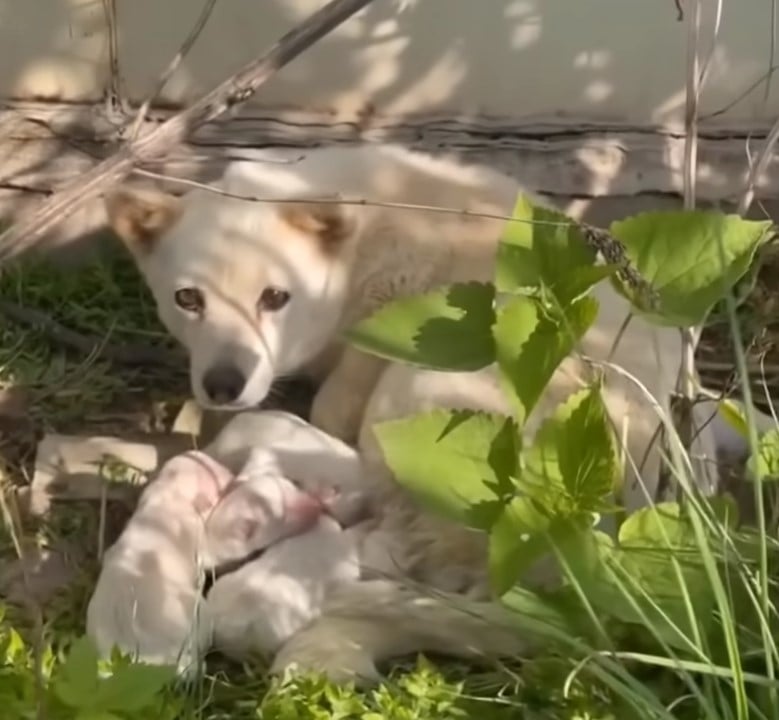 From Despair to Joy: You Won't Believe What Happened to This Abandoned ...