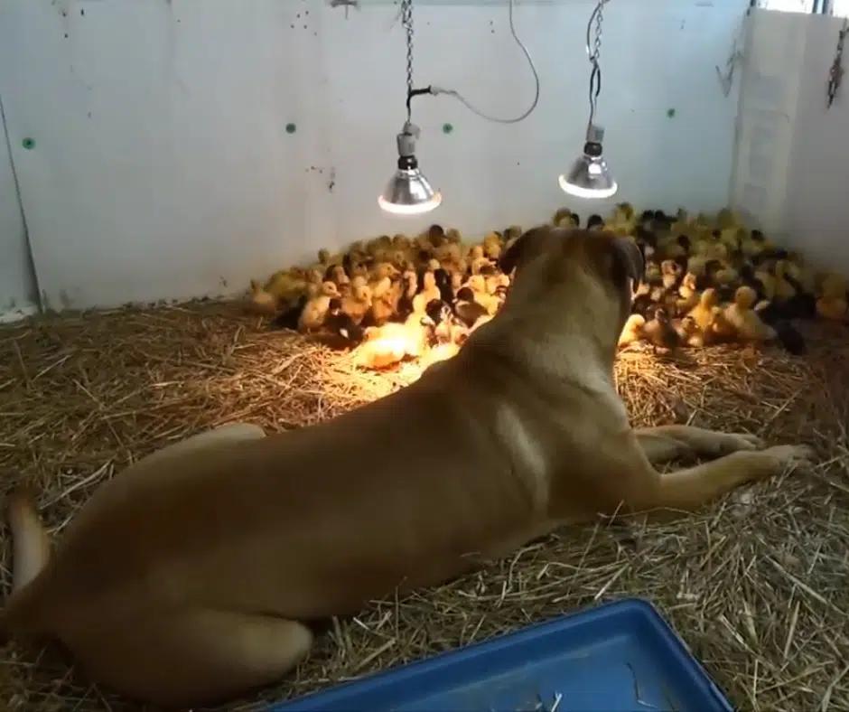 Giant Dog's Unbelievable Bond with Hundreds of Ducklings—You Won't ...