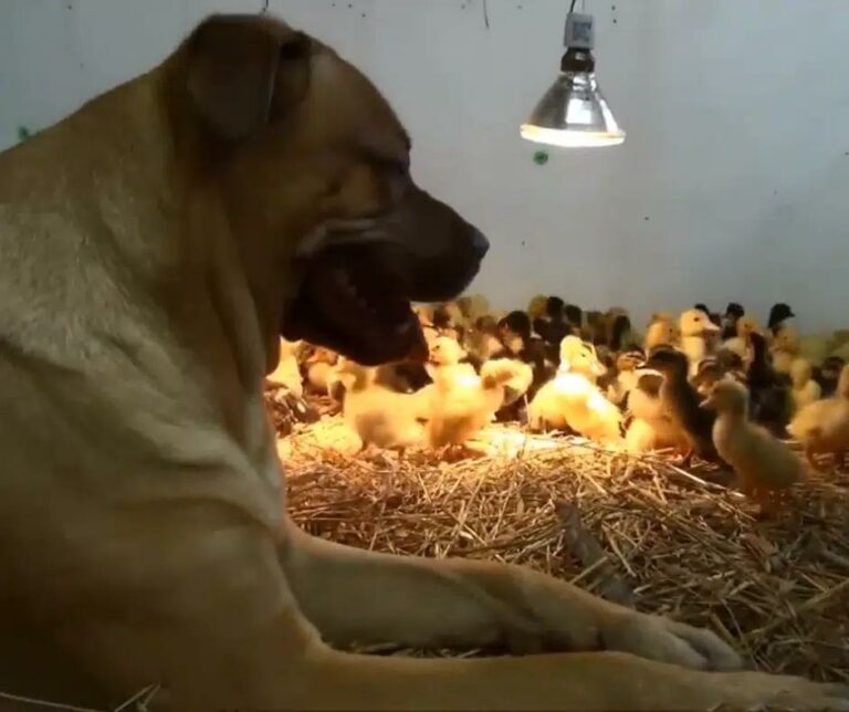Giant Dog's Unbelievable Bond with Hundreds of Ducklings—You Won't ...