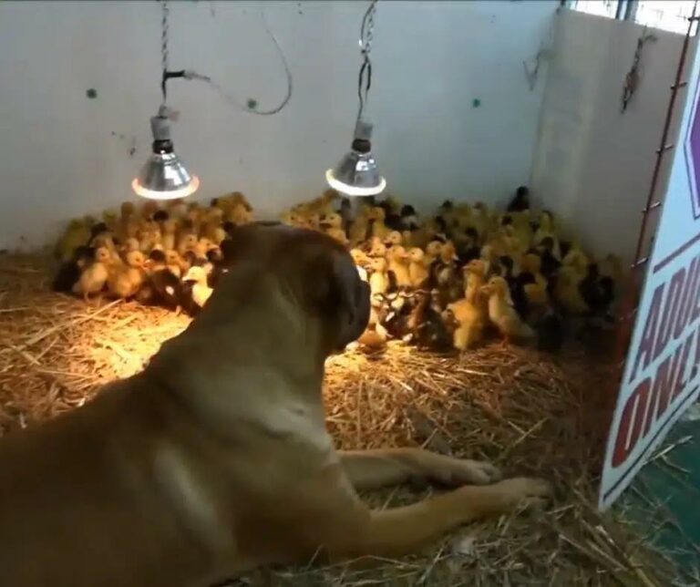 Giant Dog's Unbelievable Bond with Hundreds of Ducklings—You Won't ...