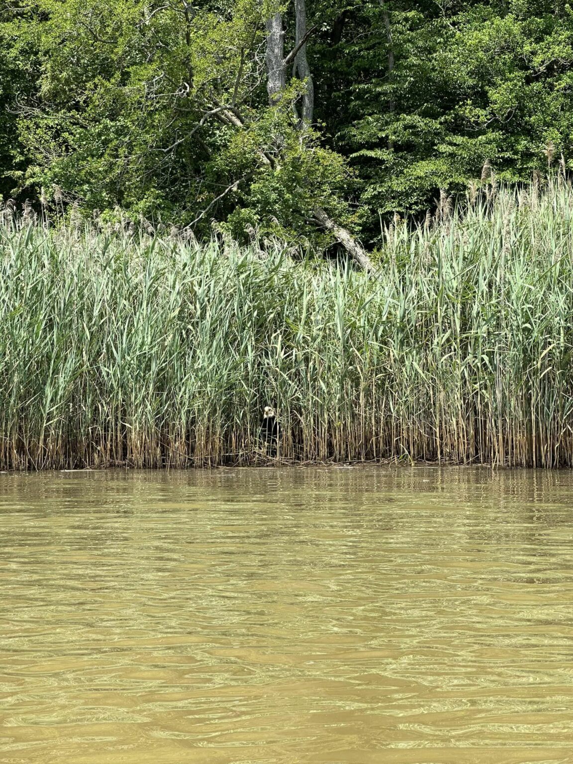 Kayaker's Heart Stops When He Sees Unexpected Creature Peering From Reeds