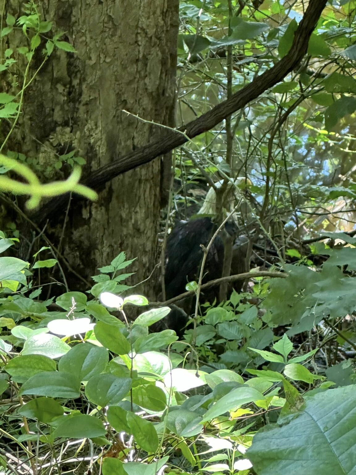 Kayaker's Heart Stops When He Sees Unexpected Creature Peering From Reeds